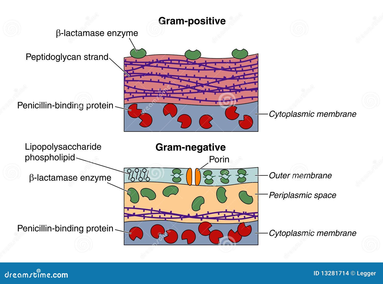 Bacterias Gram Negativas E Gram Positivas Revista Brasileira De