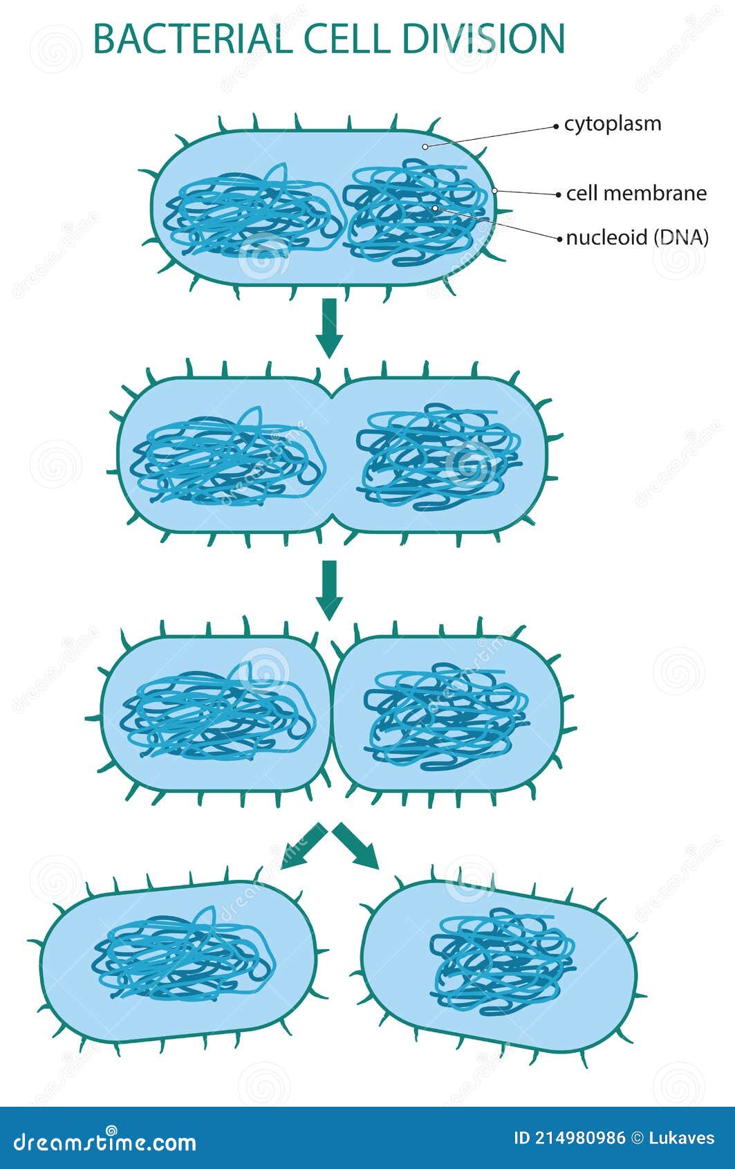 Bacteriën celdeling vector illustratie. Illustration of ribosomen ...