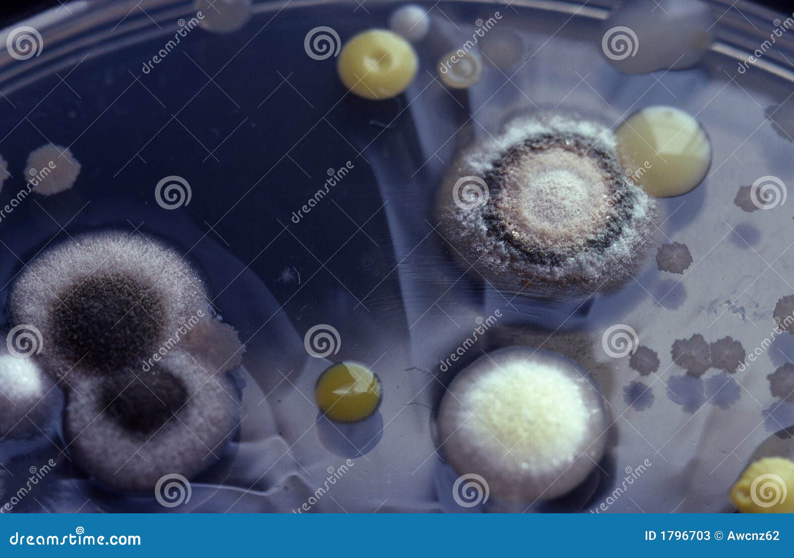 Bacteriën en vormen stock afbeelding. Image of hygiëne - 1796703