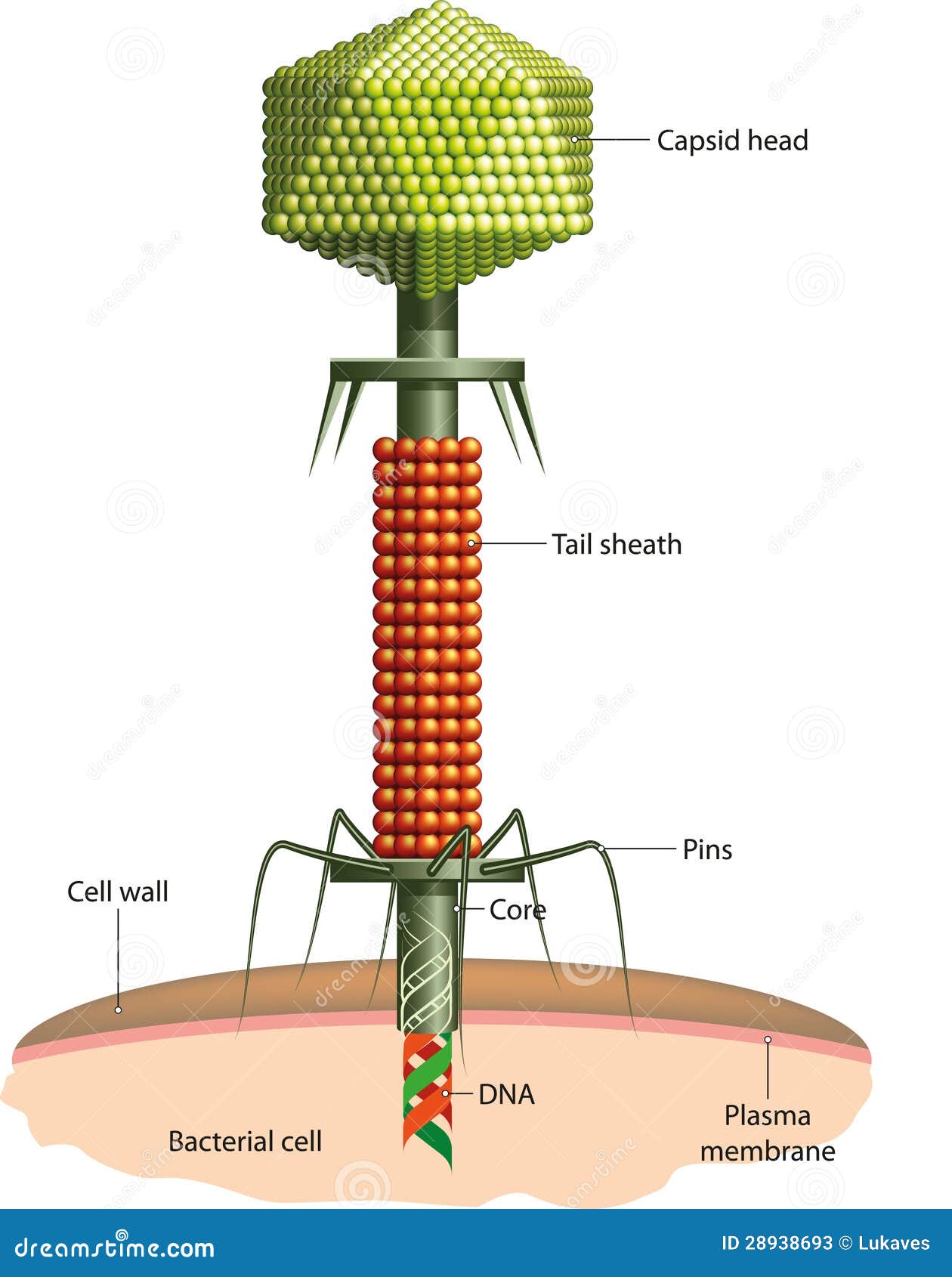 Bacteriófago ilustración del vector. Ilustración de moléculas - 28938693