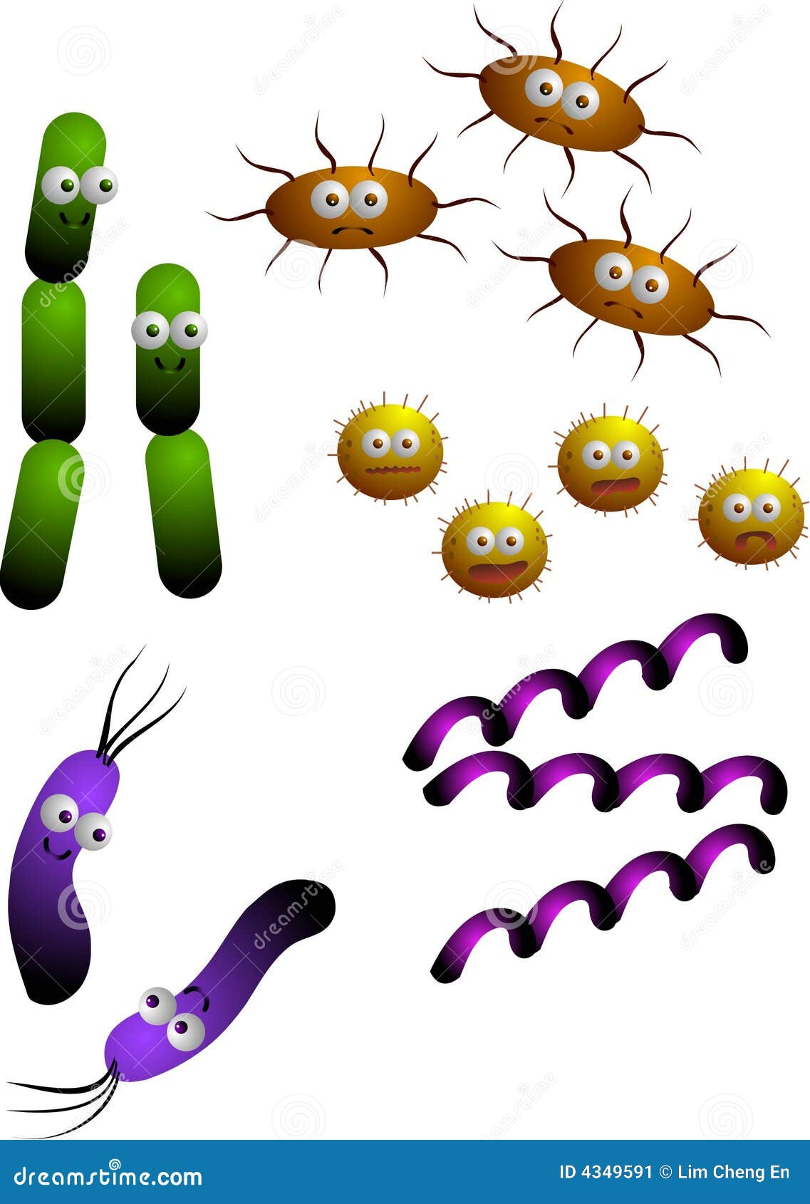 Spirillum. Bacteria Classification. Spiral Shapes Of Bacteria ...