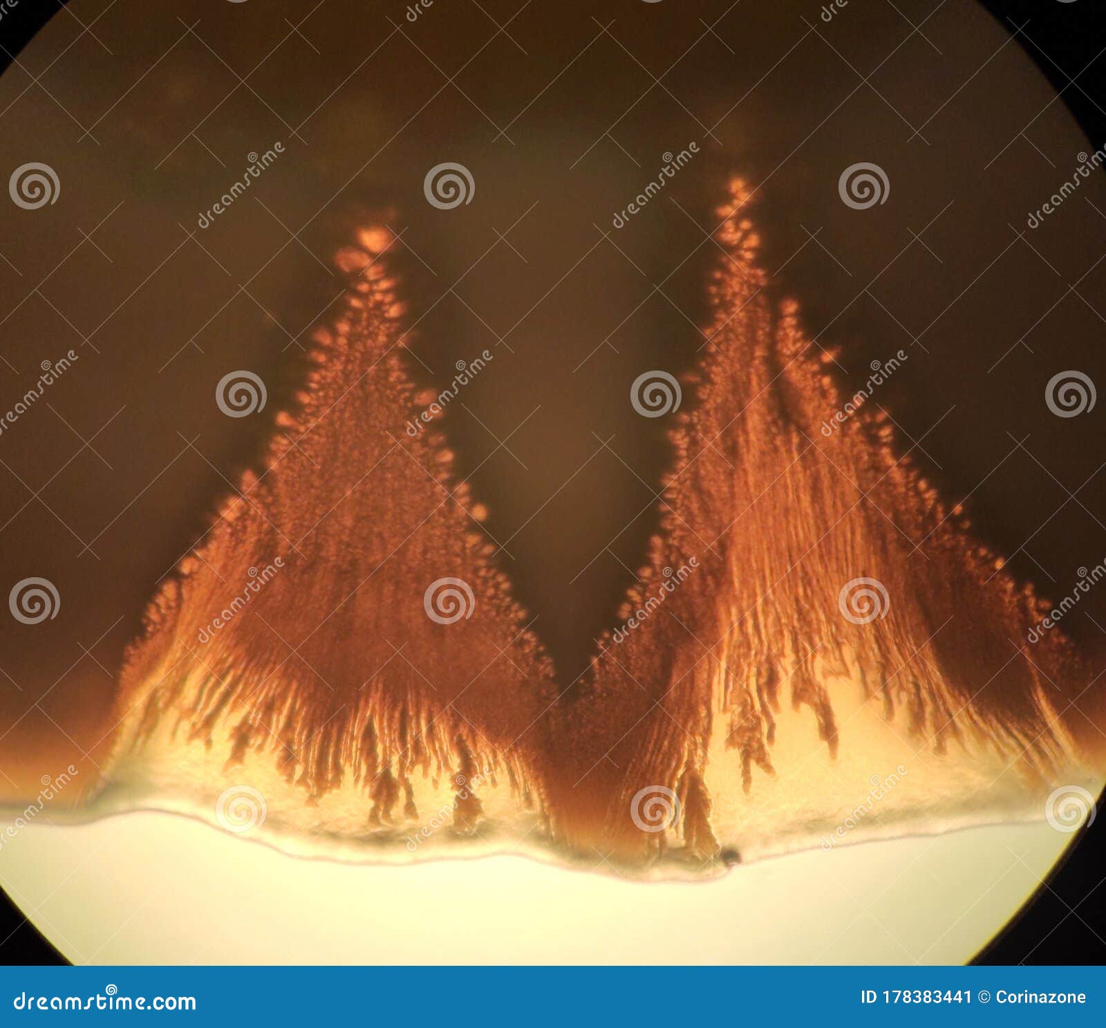 When the Bacteria is the Artist - Beuatiful Branched Bacterial Growth ...