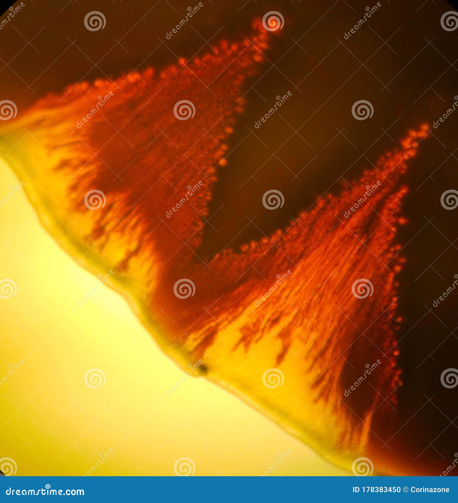 When the Bacteria is the Artist - Beuatiful Branched Bacterial Growth ...