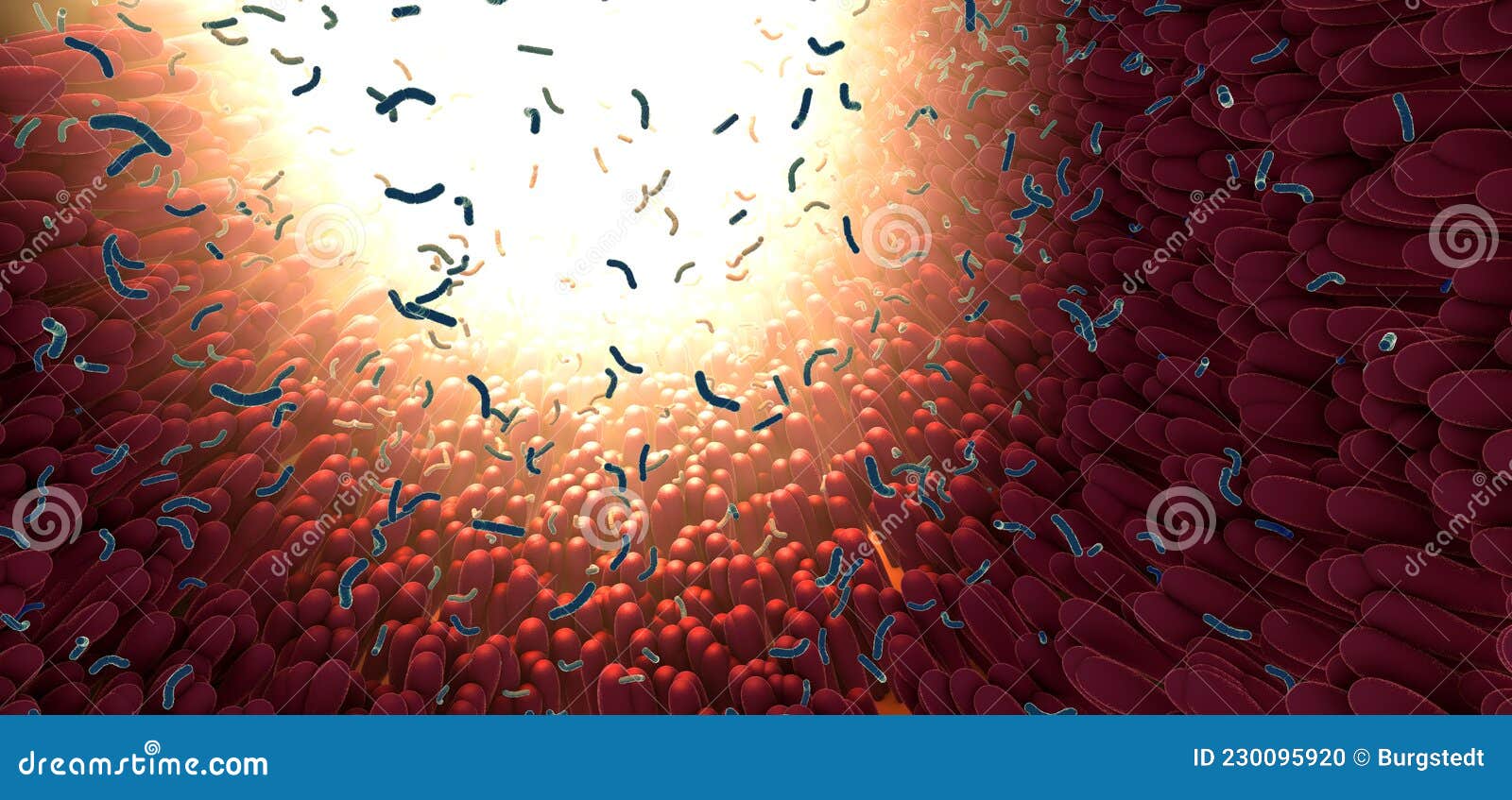 Bacteria As Part of the Intestinal Microbiome in the Digestive Tract ...