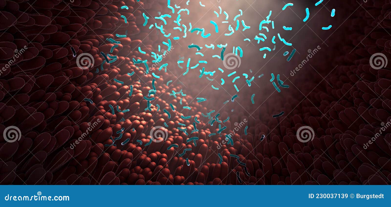 Bacteria As Part of the Intestinal Microbiome in the Digestive Tract ...