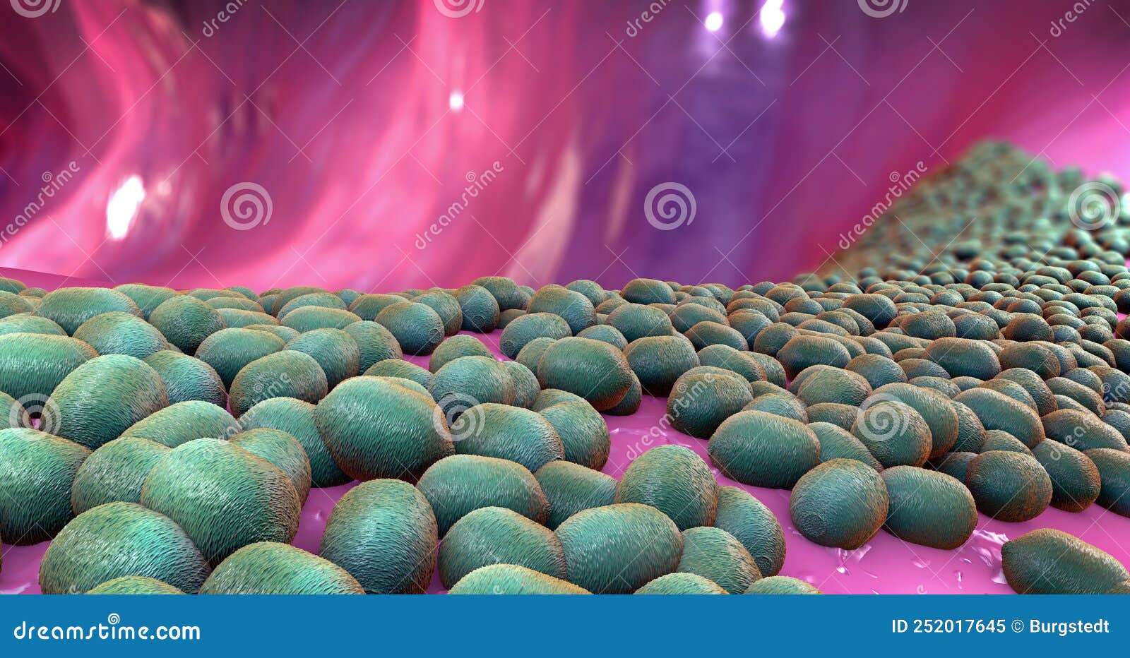 Intestinal Microbiome, Bacteria Colonizing Different Parts Of Digestive ...