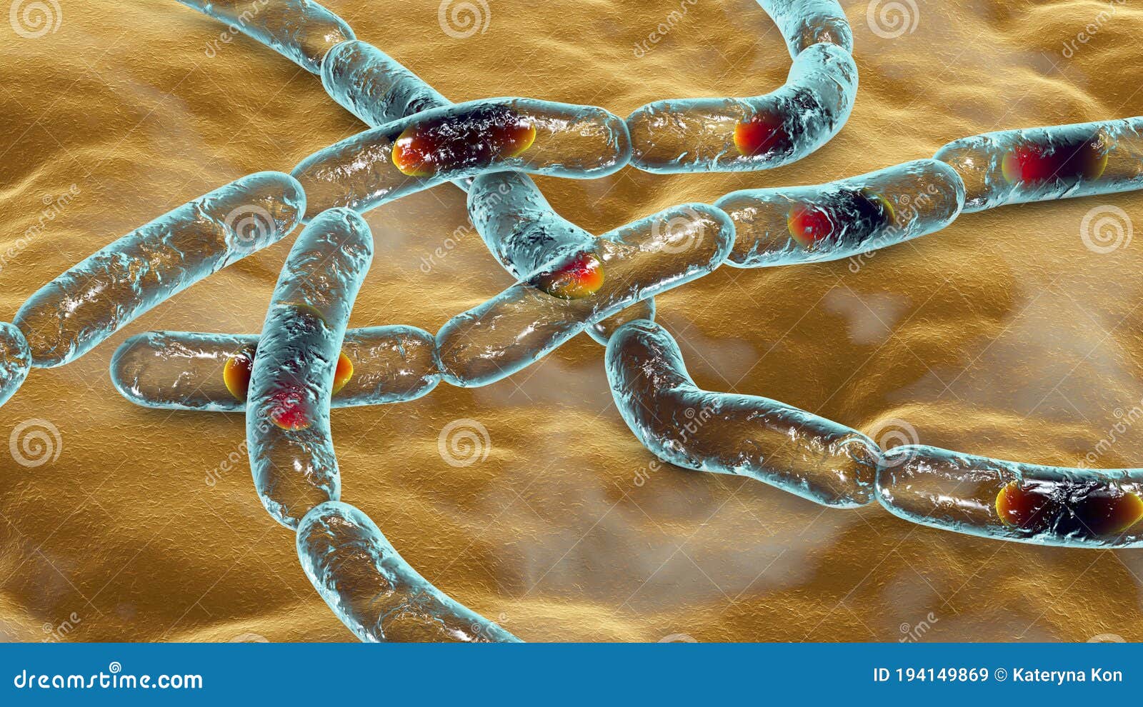 Anthrax Bacteria Shape