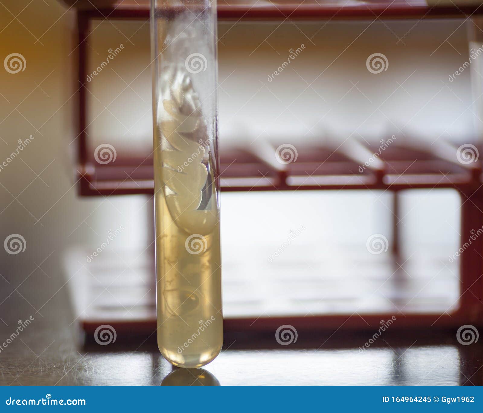 Bacterial Slant Image020.gif