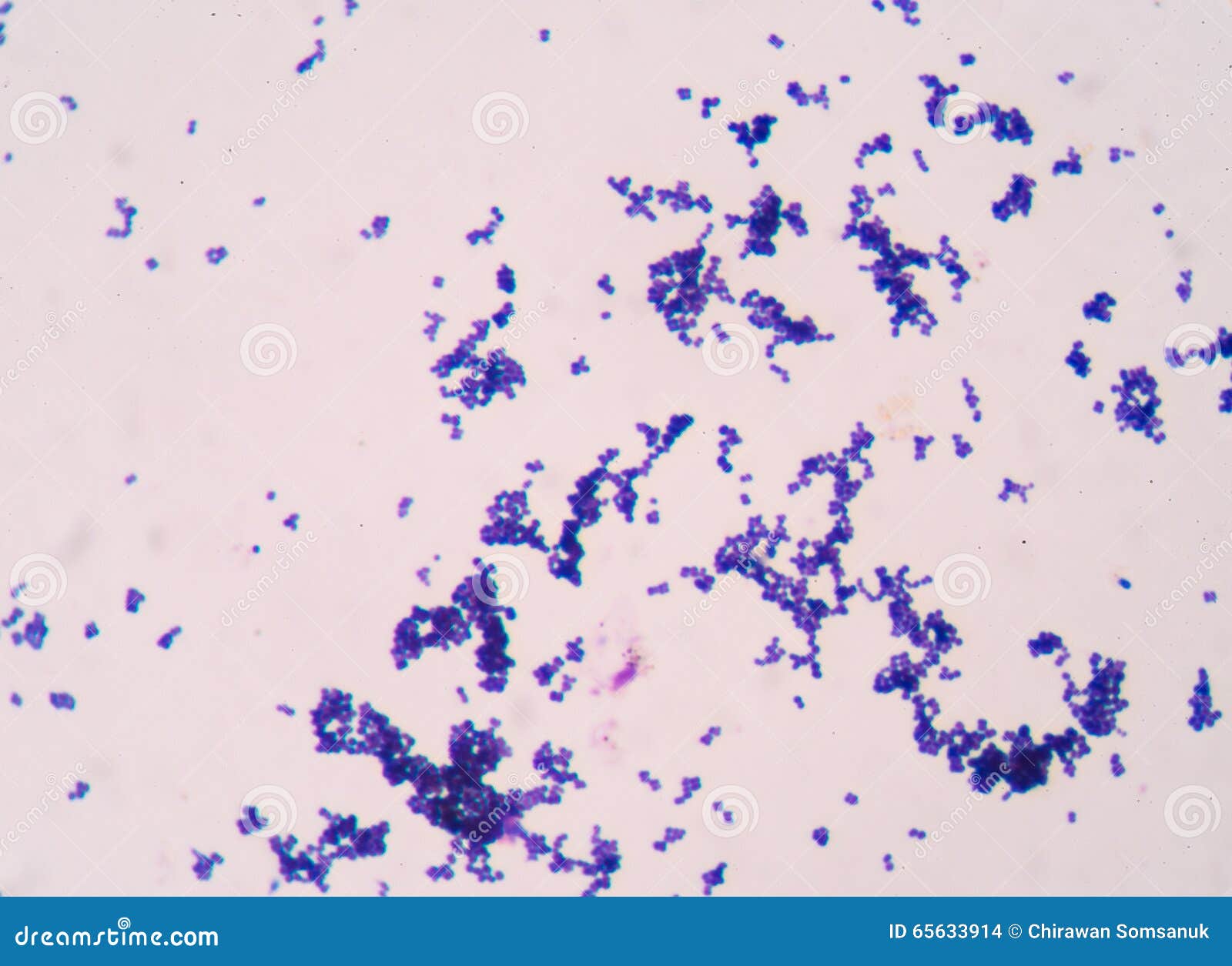 Bacteria cell stock photo. Image of epidemic, medicine - 65633914
