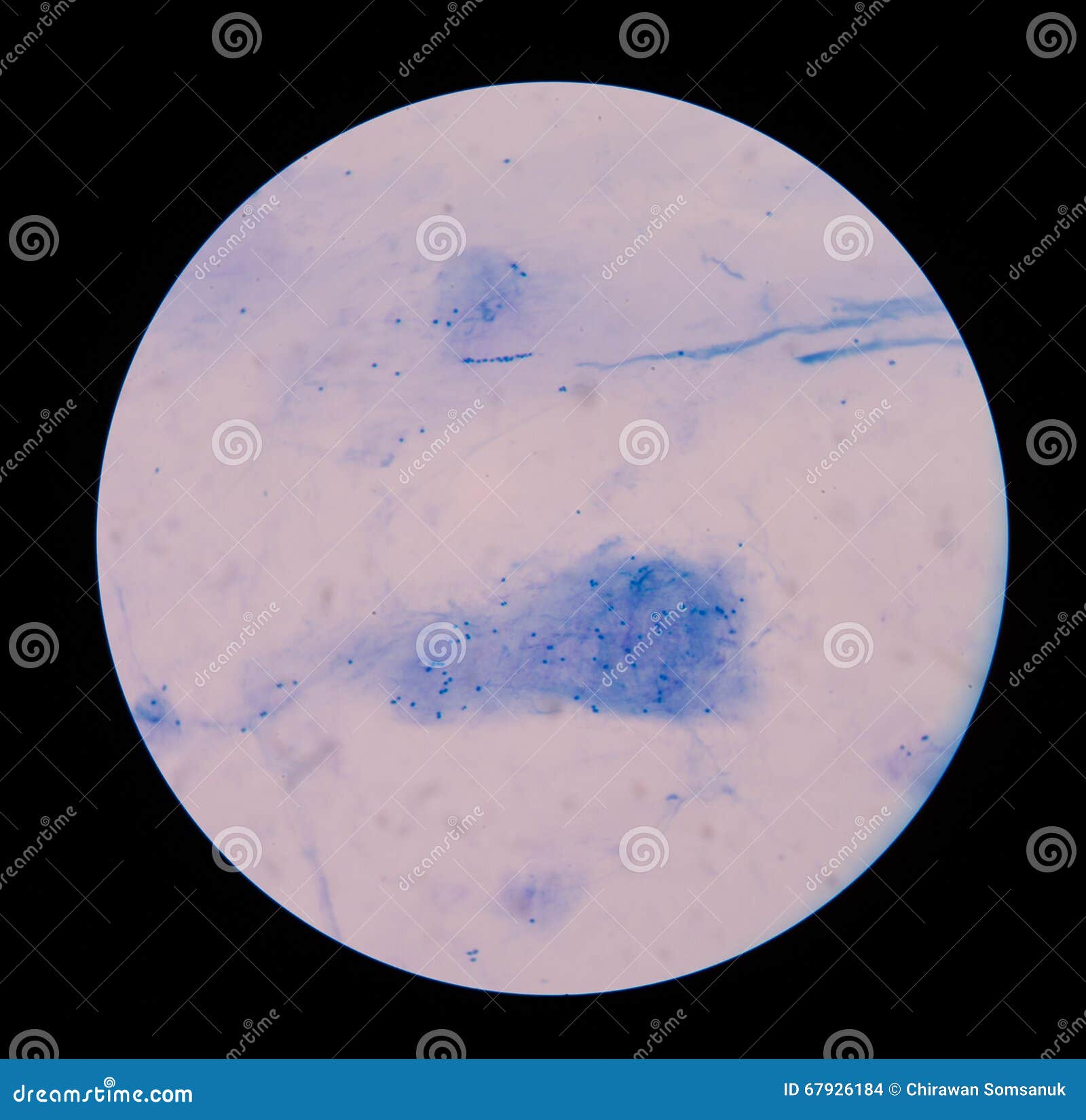 Bacteria Cell Background Medical Concept. Stock Photo - Image of ...
