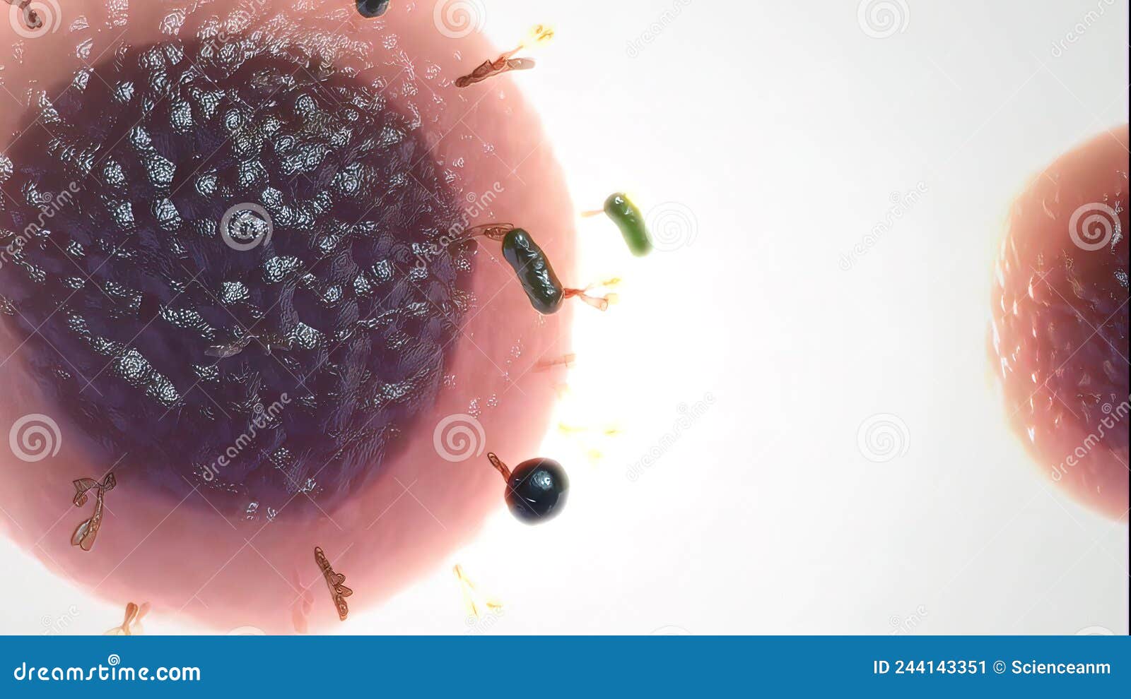 Bacteria Cell Destruction 3D Illustration Stock Illustration ...