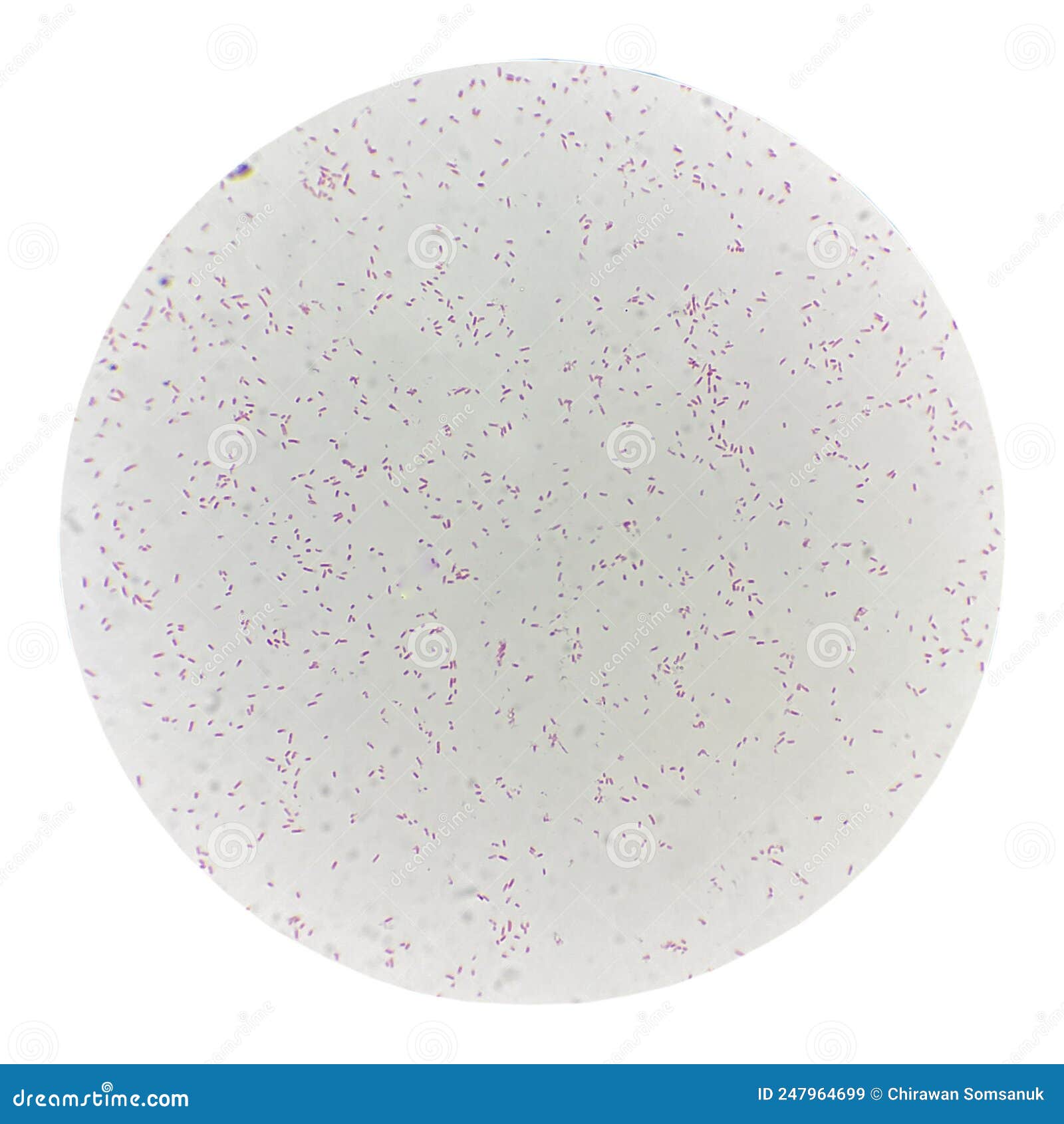 Bacteria Cell Finding with Microscope Stock Image - Image of micro ...