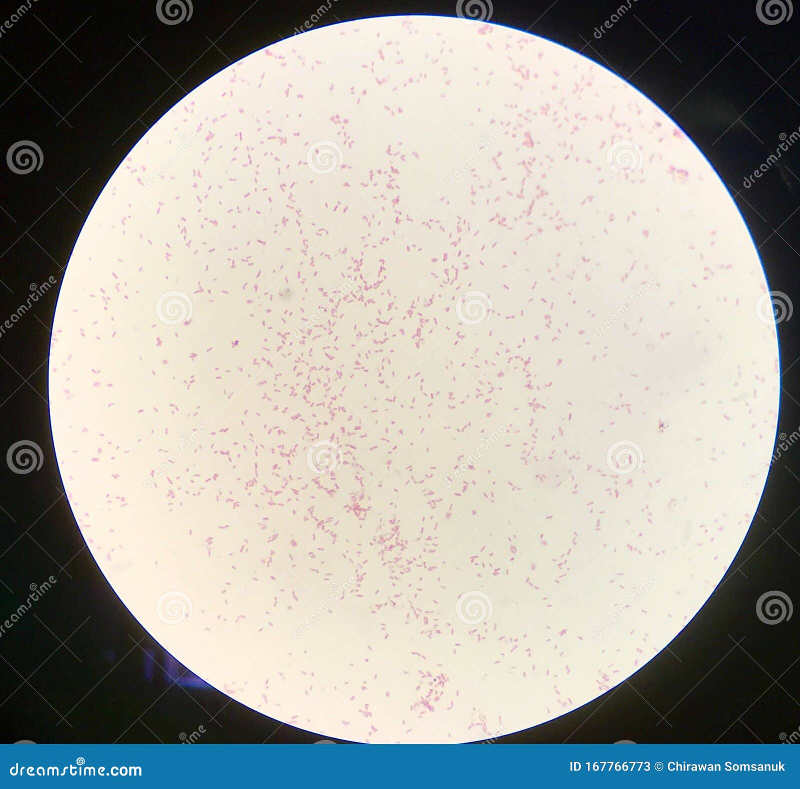 Bacteria Cell Gram Negative Bacilli Stock Image - Image of bacterium ...