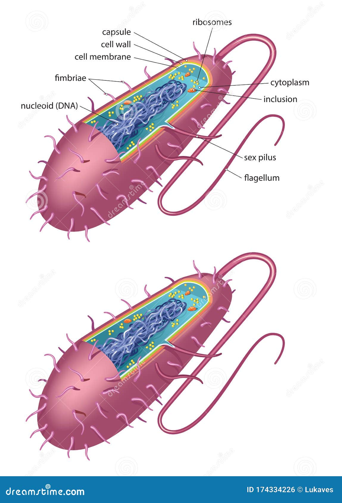 Types Of Bacterial Cells