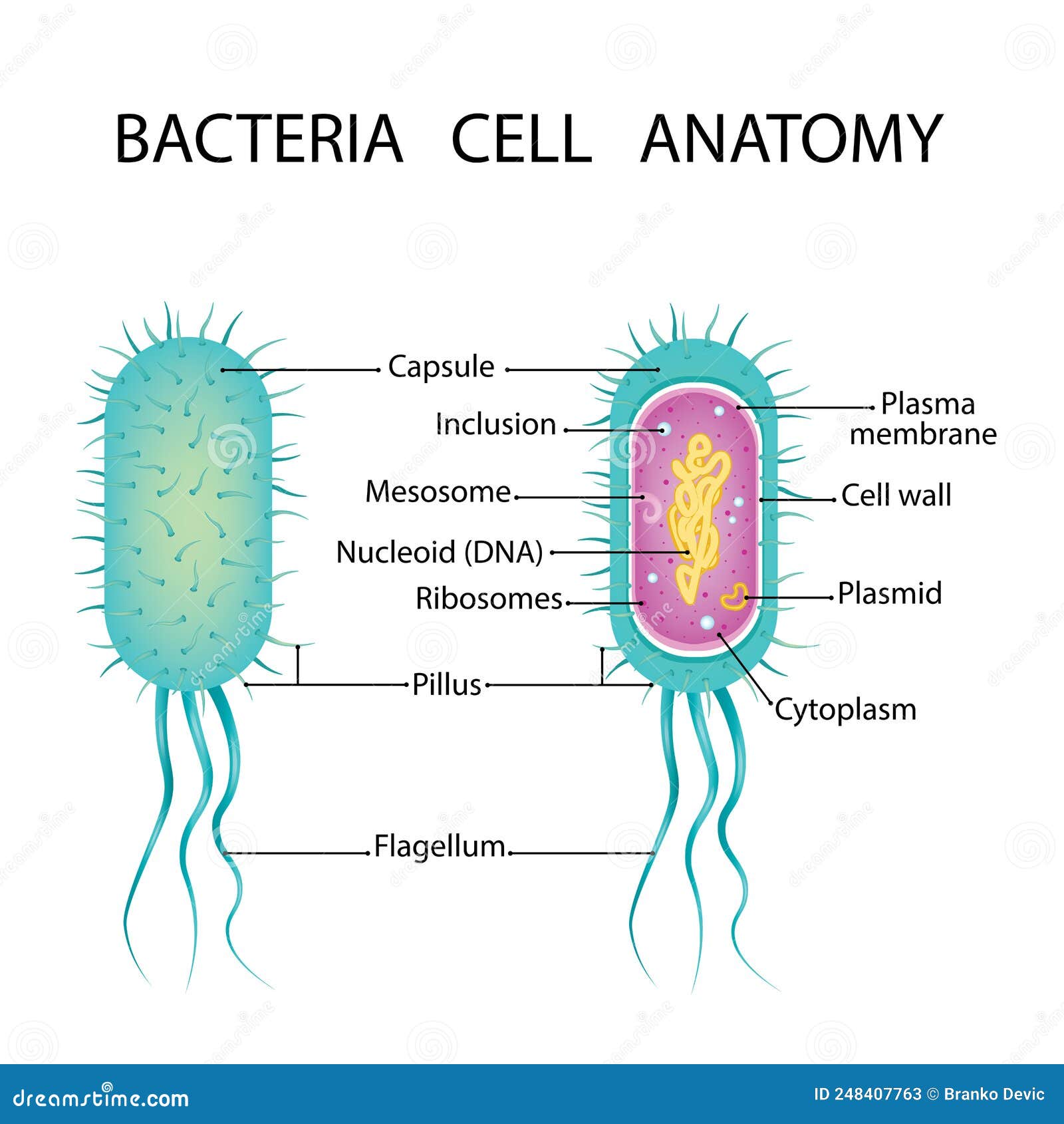 Bacteria Cell Structure Vector Illustration Stock Vector - Illustration ...