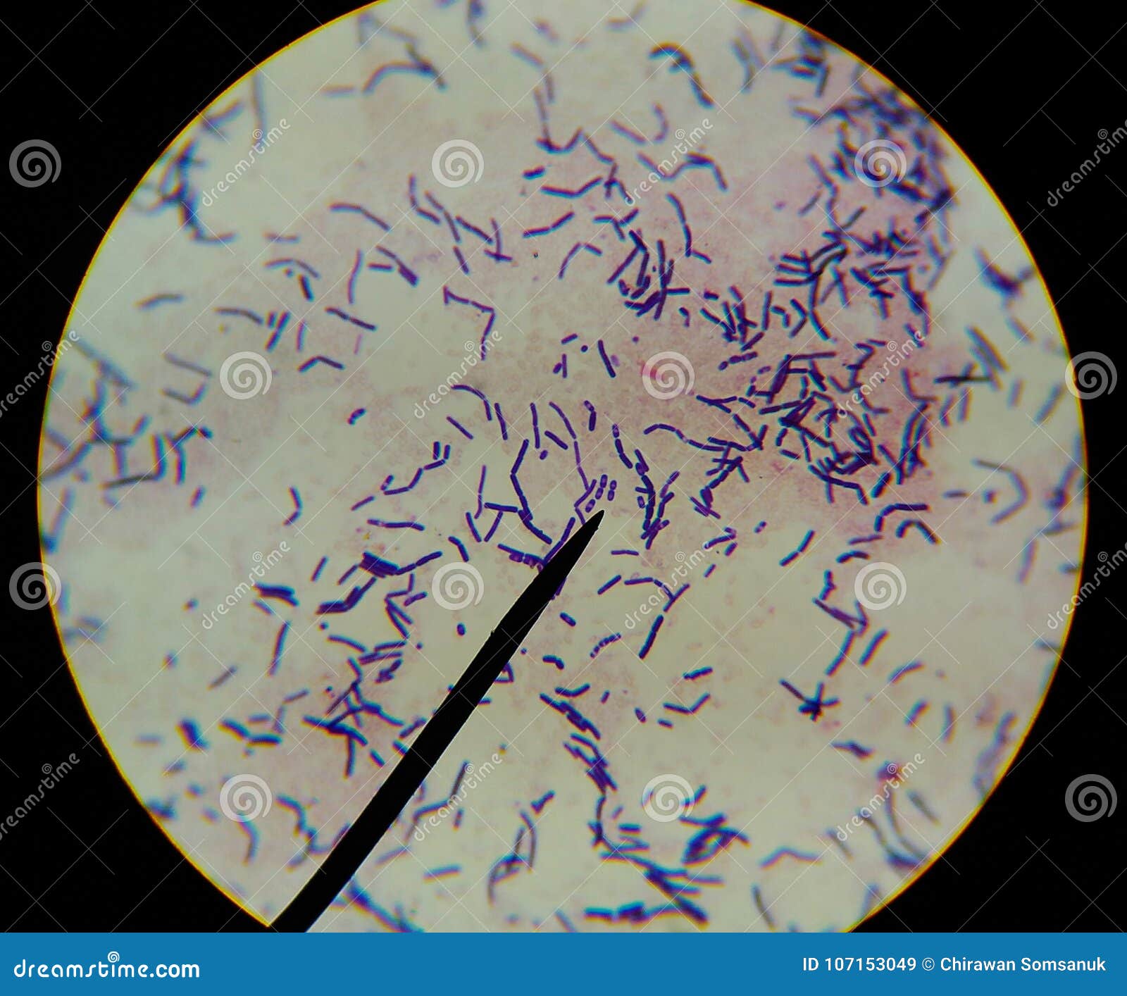 Bacteria Cells Finding With Microscope Stock Image Image Of Blue