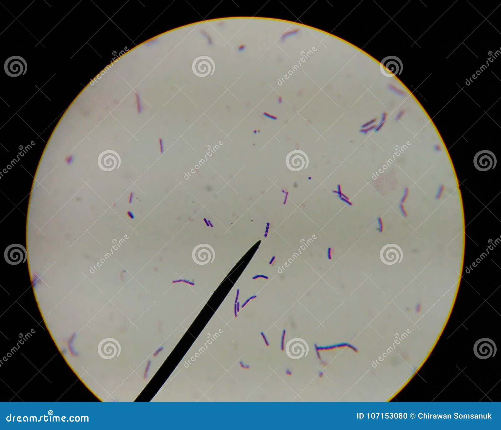Bacteria Cells Finding with Microscope. Stock Photo - Image of medical ...