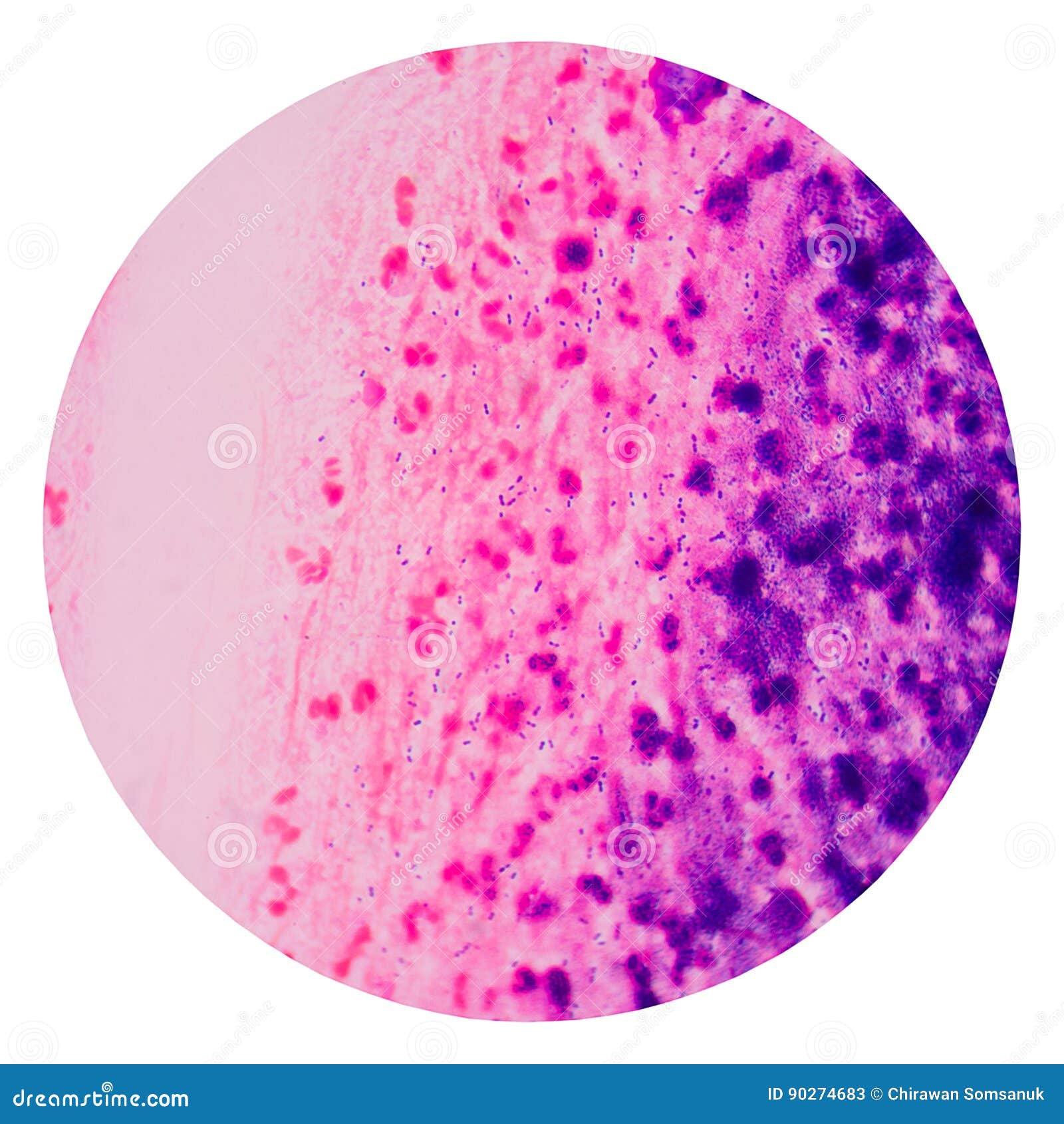 Bacteria Cells on Gram Sain Medical Science Background Concept Stock ...