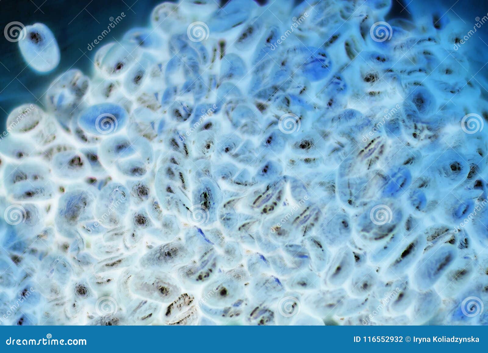Bacteria or Cells Under a Microscope, Cells of the Virus Under Stock ...