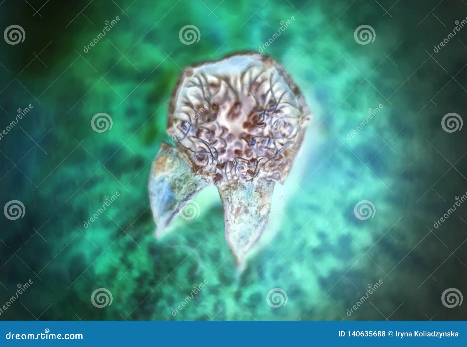 Bacteria or Cells Under a Microscope. Multiplication of Bacteria or ...