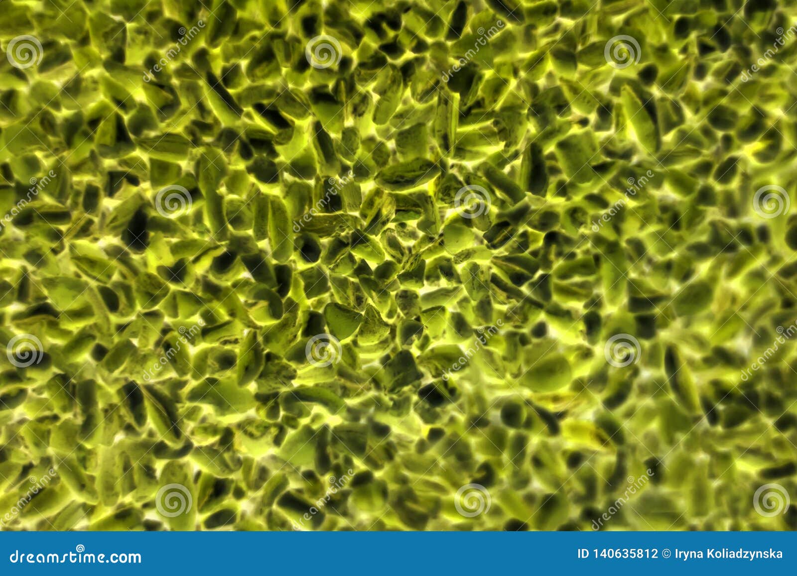Bacteria or Cells Under a Microscope. Multiplication of Bacteria or ...
