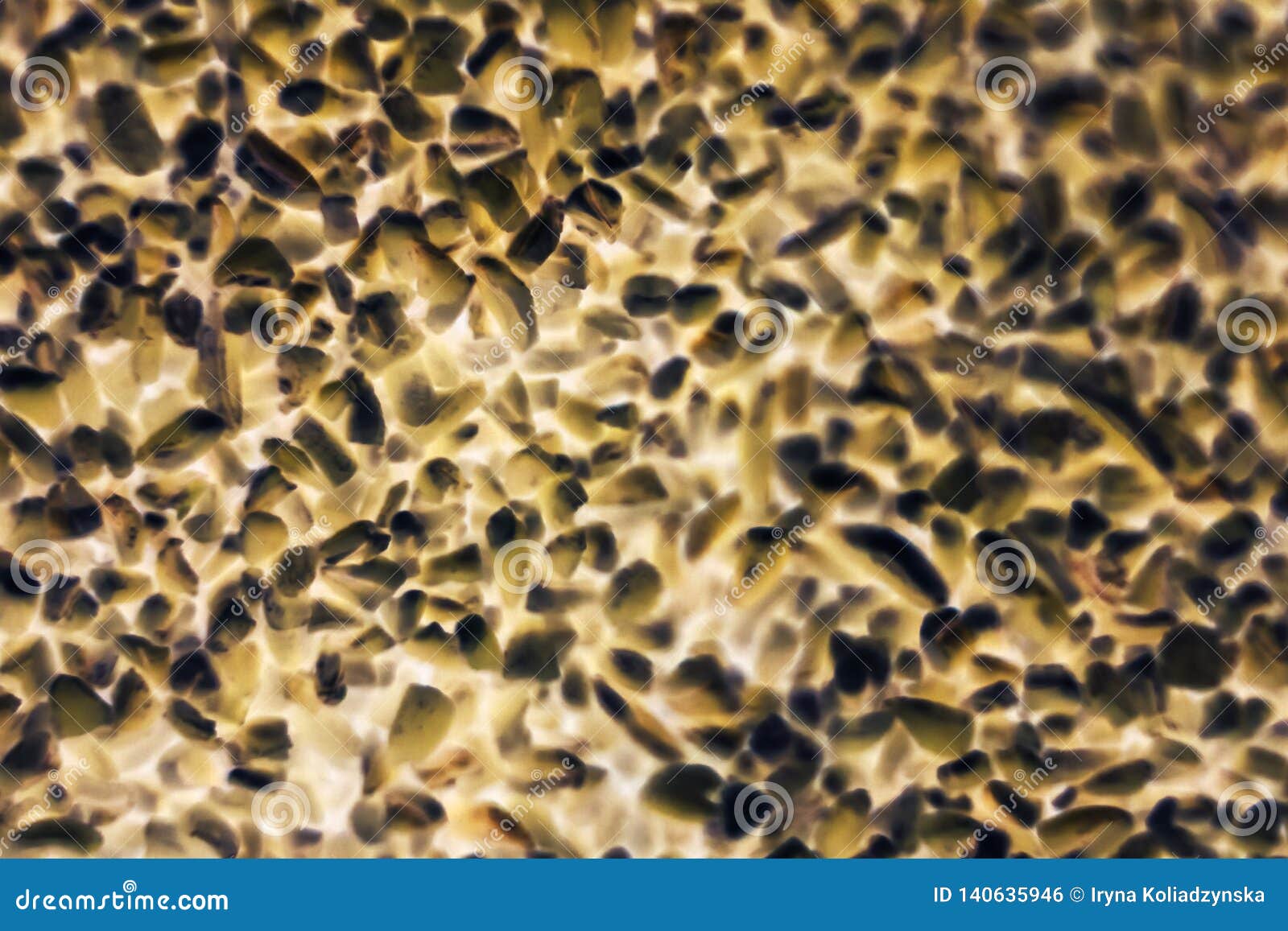 Bacteria or Cells Under a Microscope. Multiplication of Bacteria or ...