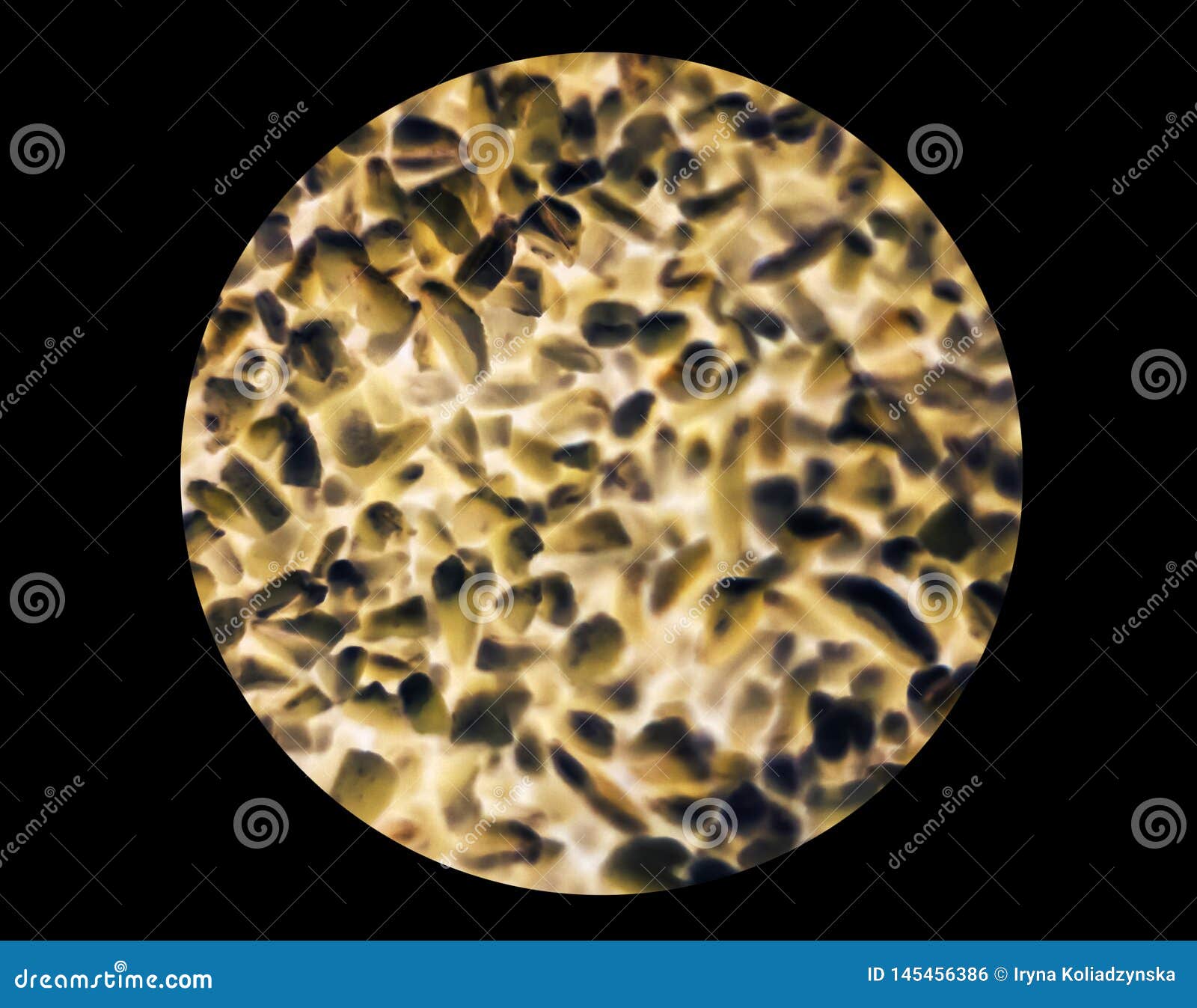 Bacteria Or Cells Under A Microscope. Multiplication Of Bacteria Or ...