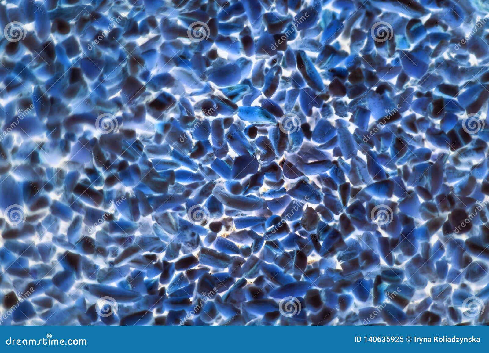 Bacteria Or Cells Under A Microscope. Multiplication Of Bacteria Or ...