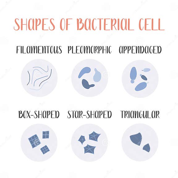 Bacteria Classification. Irregular Shapes of Bacteria. Morphology ...