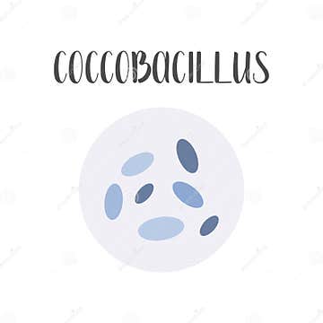 Coccobacillus. Bacteria Classification. Rod-shaped Shapes of Bacteria ...