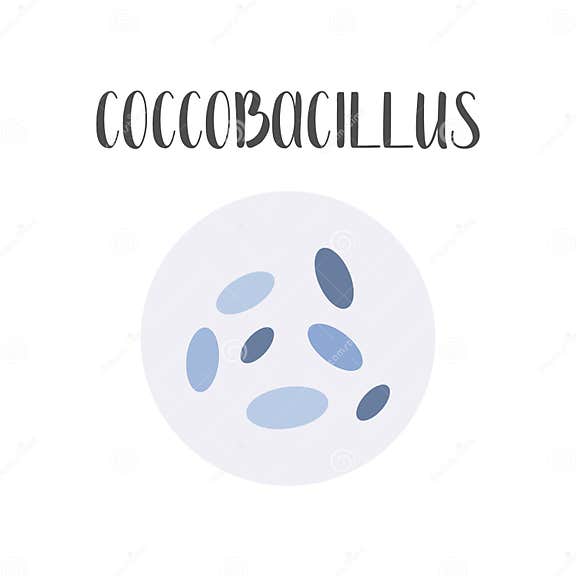 Coccobacillus. Bacteria Classification. Rod-shaped Shapes of Bacteria ...