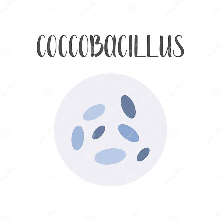 Coccobacillus. Bacteria Classification. Rod-shaped Shapes of Bacteria ...
