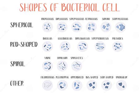 Bacteria Classification. Shapes of Bacteria. Morphology. Microbiology ...