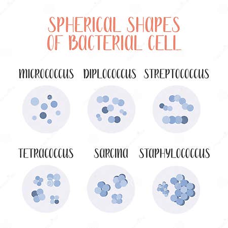 Bacteria Classification. Spherical Shapes of Bacteria, Cocci ...