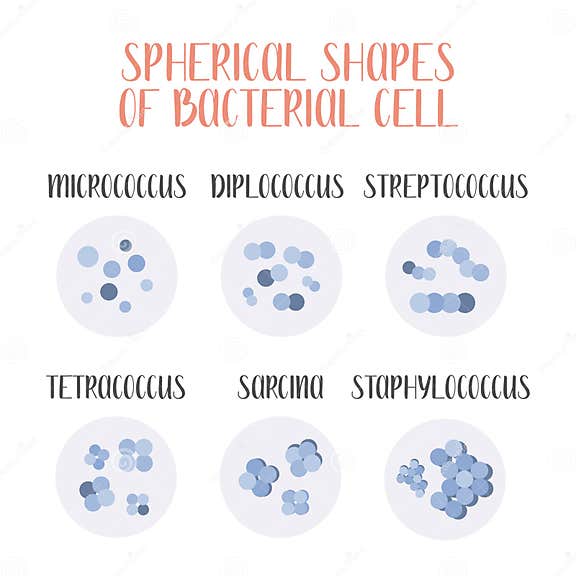 Bacteria Classification. Spherical Shapes of Bacteria, Cocci ...