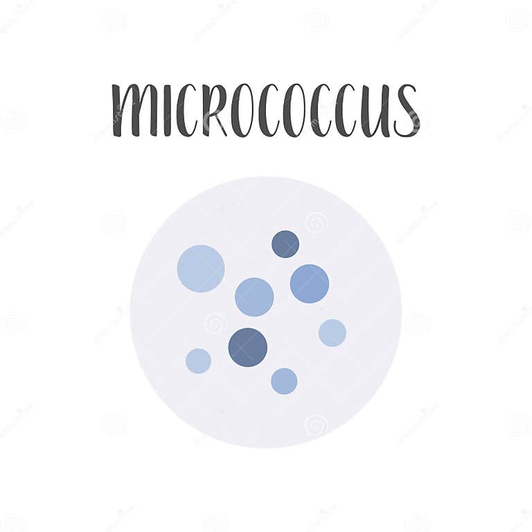 Micrococcus. Bacteria Classification. Spherical Shapes of Bacteria ...