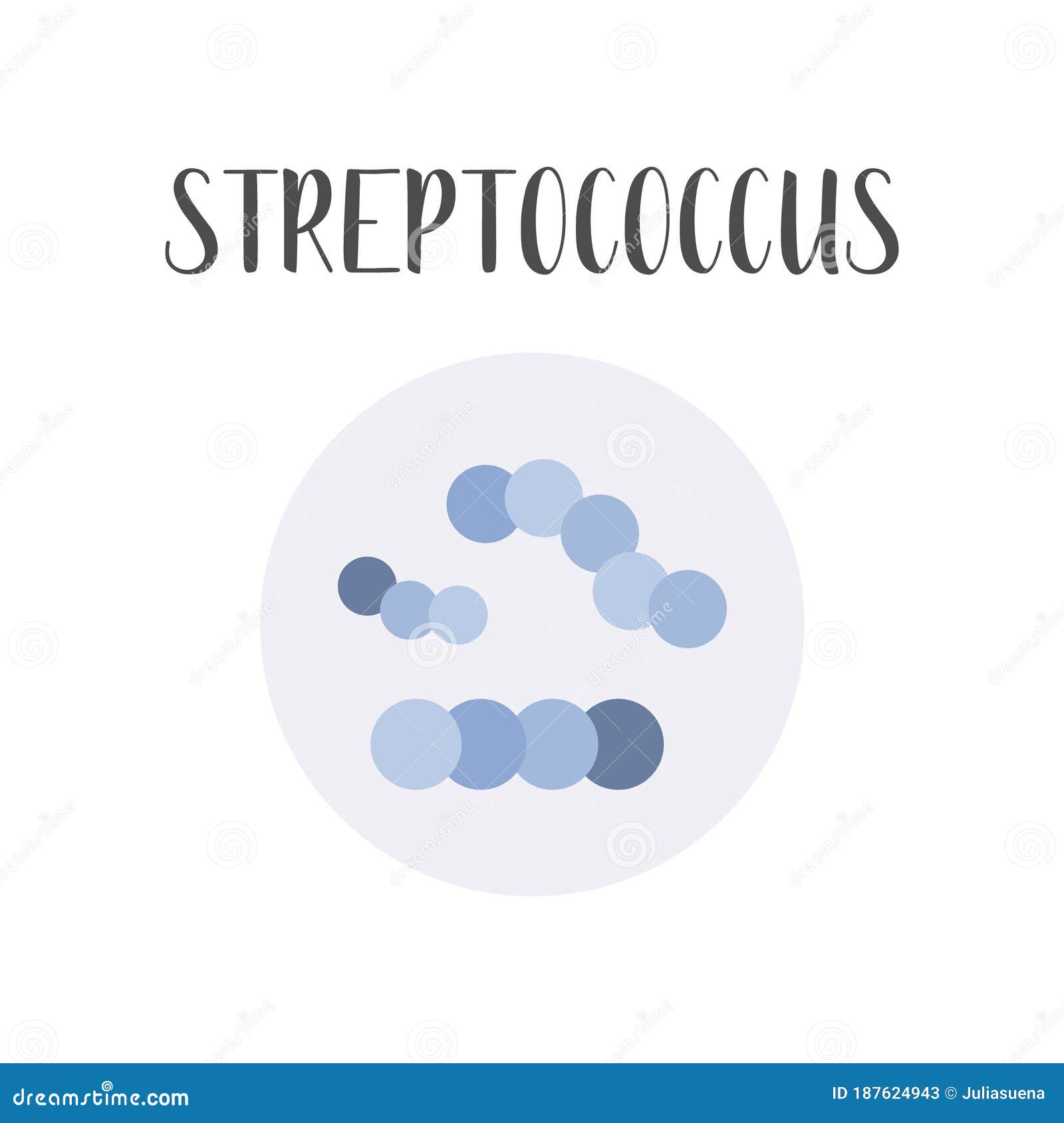 Streptococcus. Bacteria Classification. Spherical Shapes Of Bacteria ...