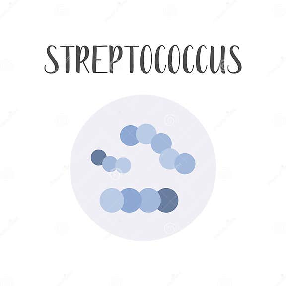 Streptococcus. Bacteria Classification. Spherical Shapes of Bacteria ...