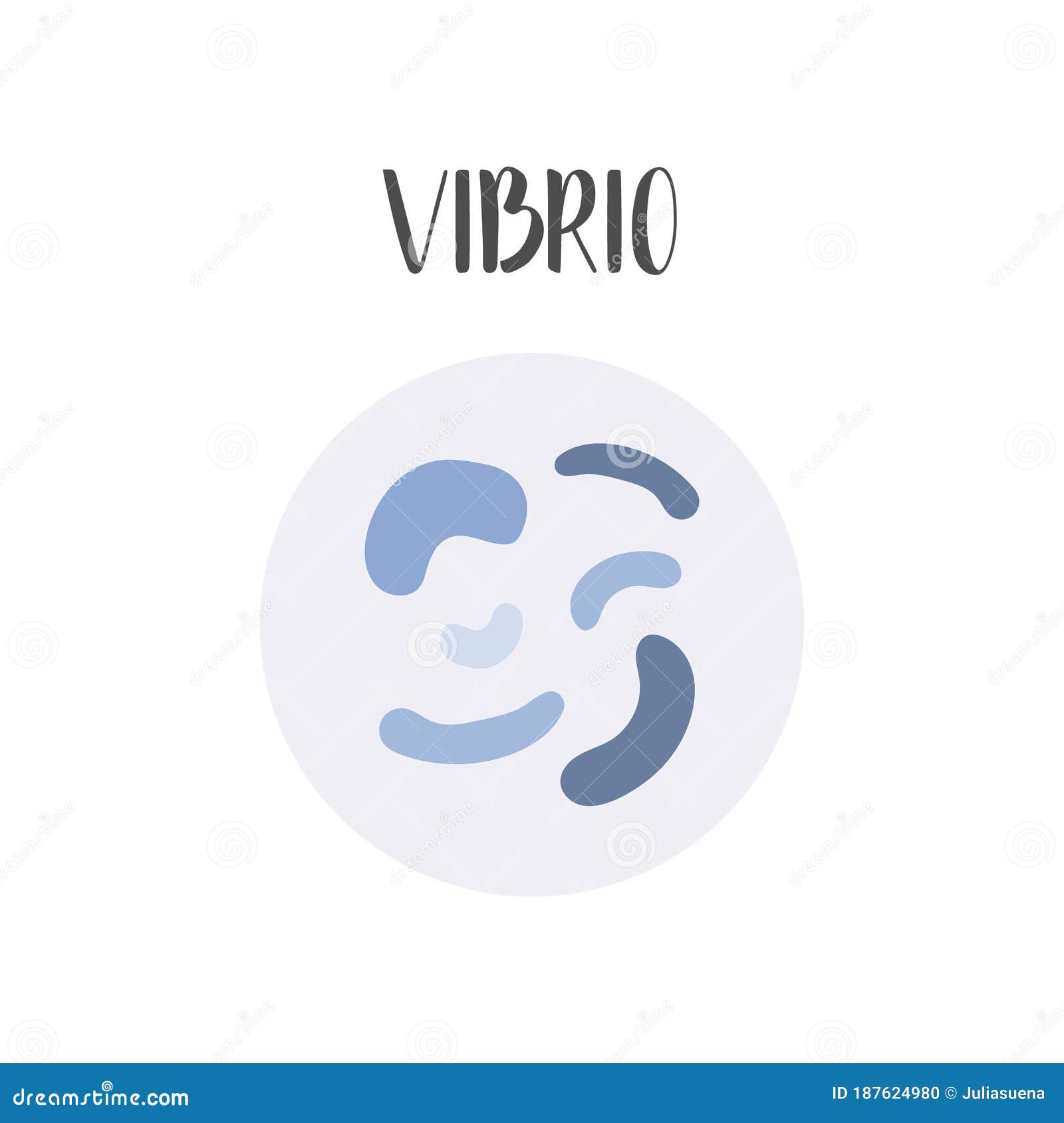 Vibrio. Bacteria Classification. Spiral Shapes of Bacteria. Morphology ...