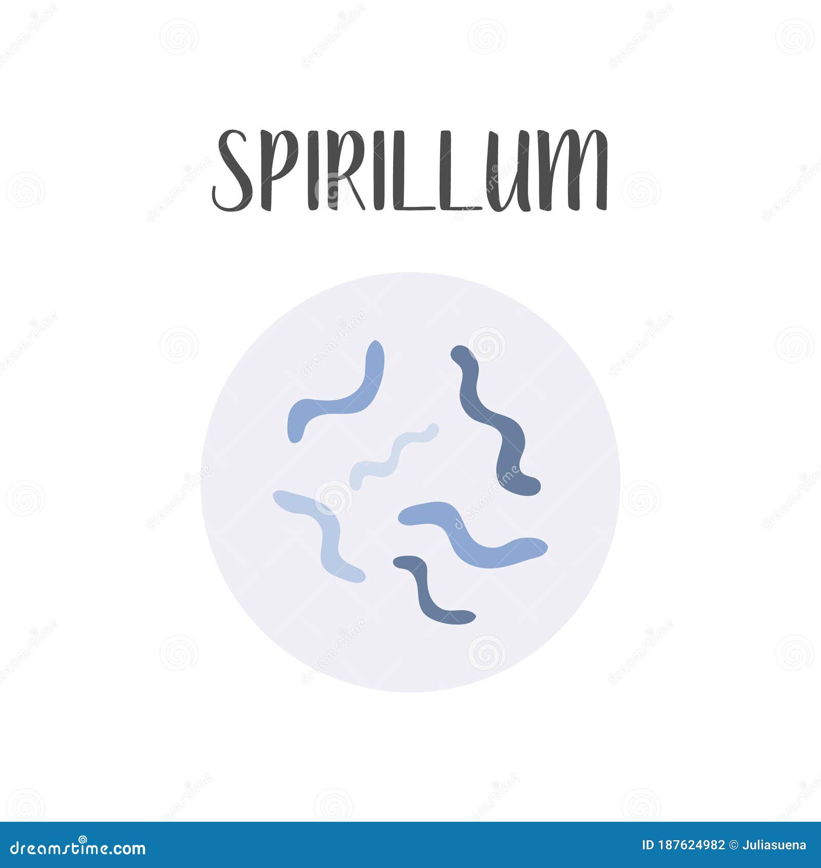 Spirillum. Bacteria Classification. Spiral Shapes of Bacteria ... Spirillum. Bacteria Classification. Spiral Shapes of Bacteria ...