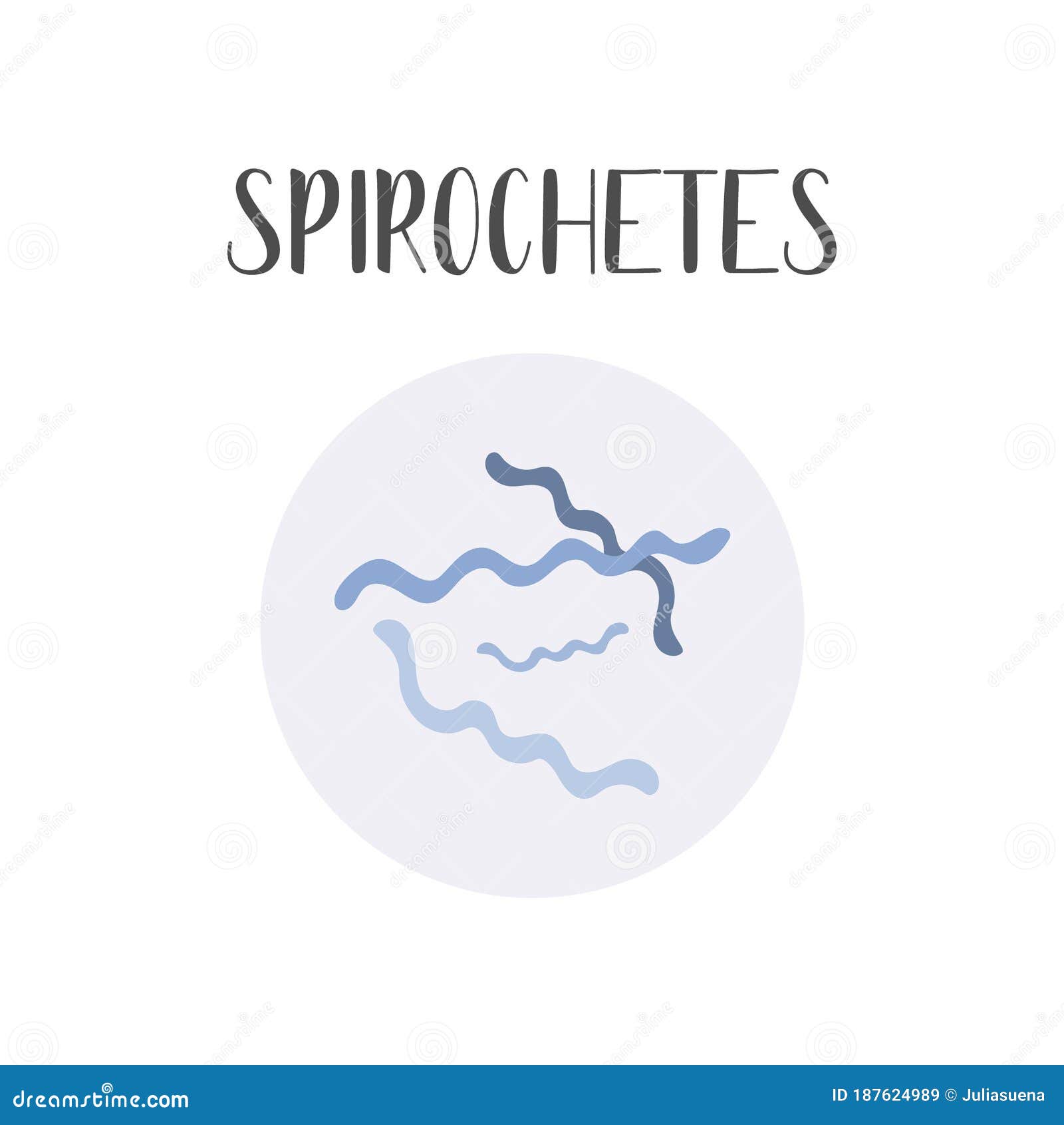 Spirochetes. Bacteria Classification. Spiral Shapes of Bacteria ... Spirochetes. Bacteria Classification. Spiral Shapes of Bacteria ...