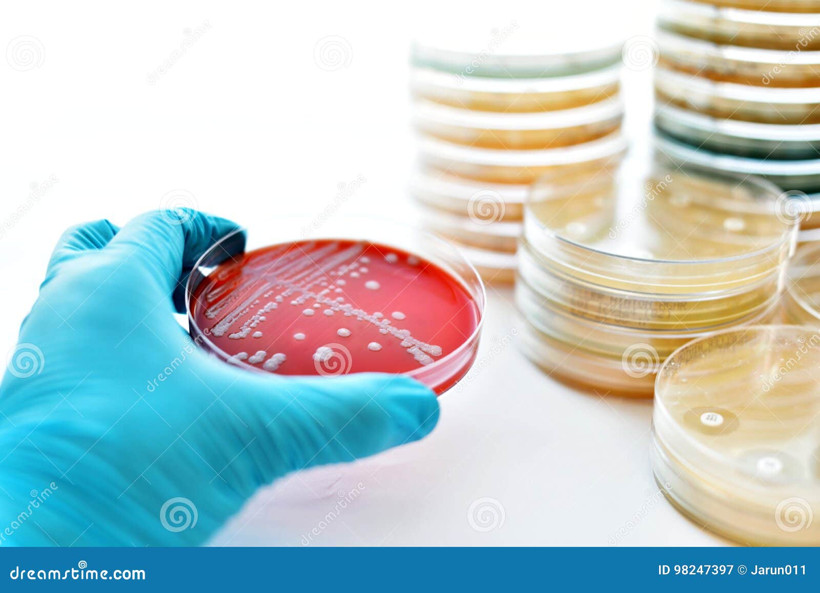 Bacteria colonies stock image. Image of biology, biochemistry - 98247397