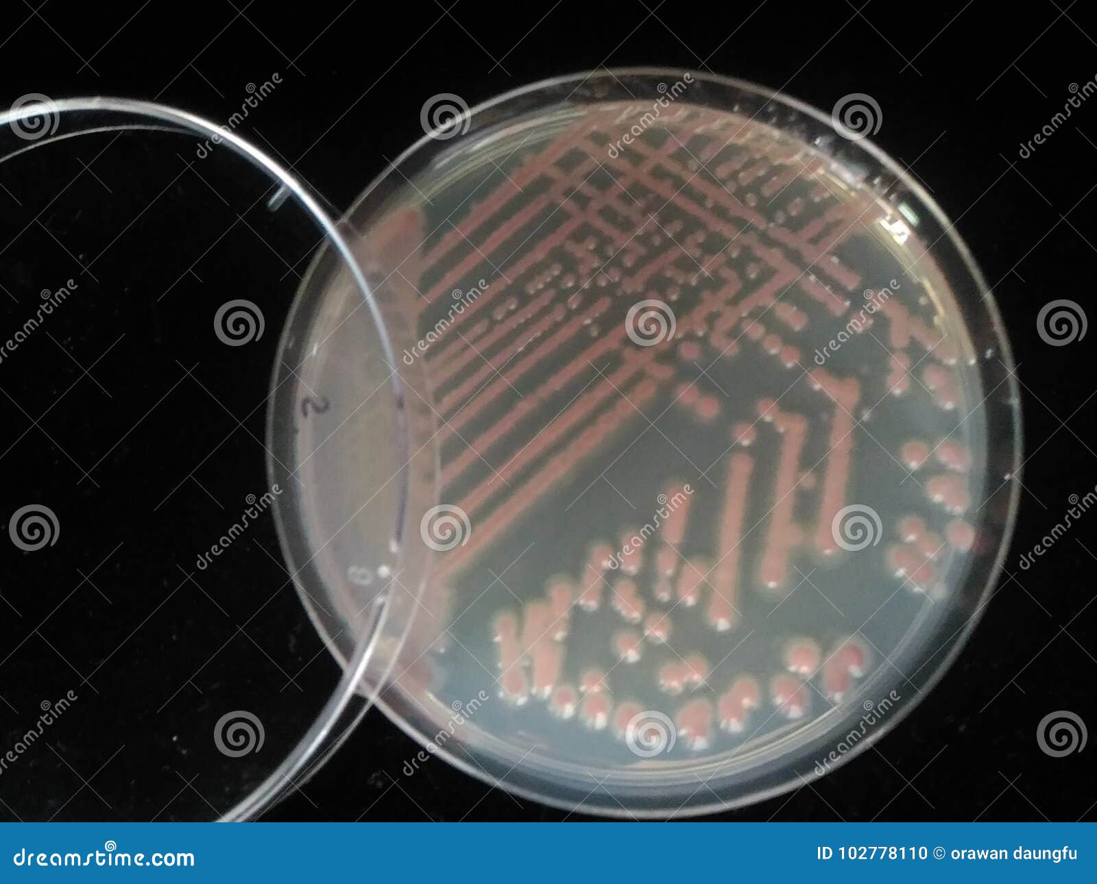 Bacteria colony stock photo. Image of colonies, bacteria - 102778110