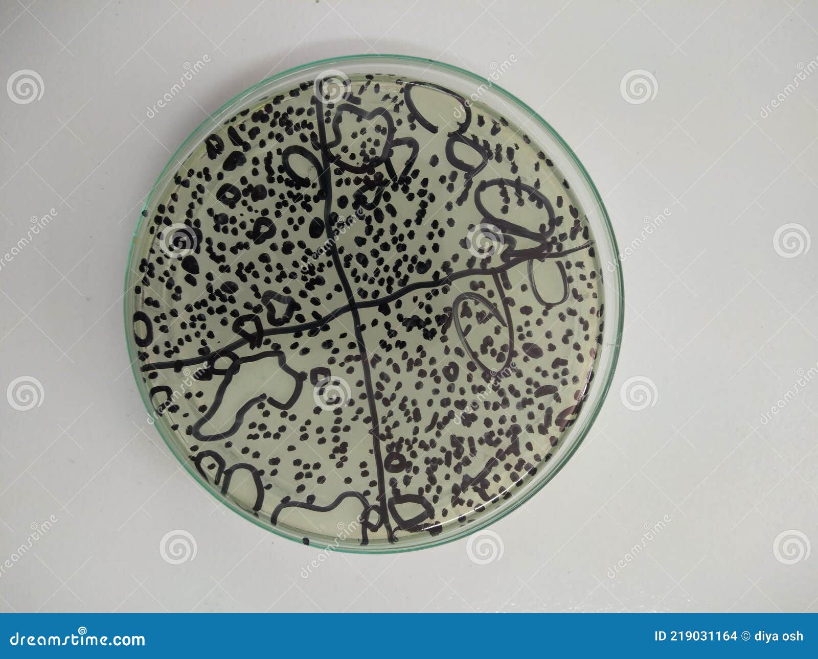 Bacteria culture circle stock photo. Image of ceramic - 219031164