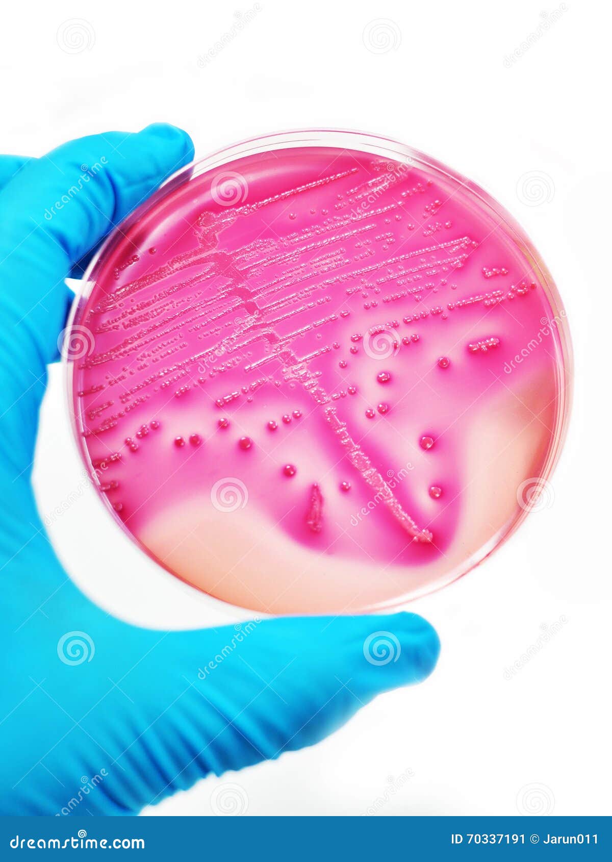Bacteria culture stock image. Image of biochemistry, agar - 70337191