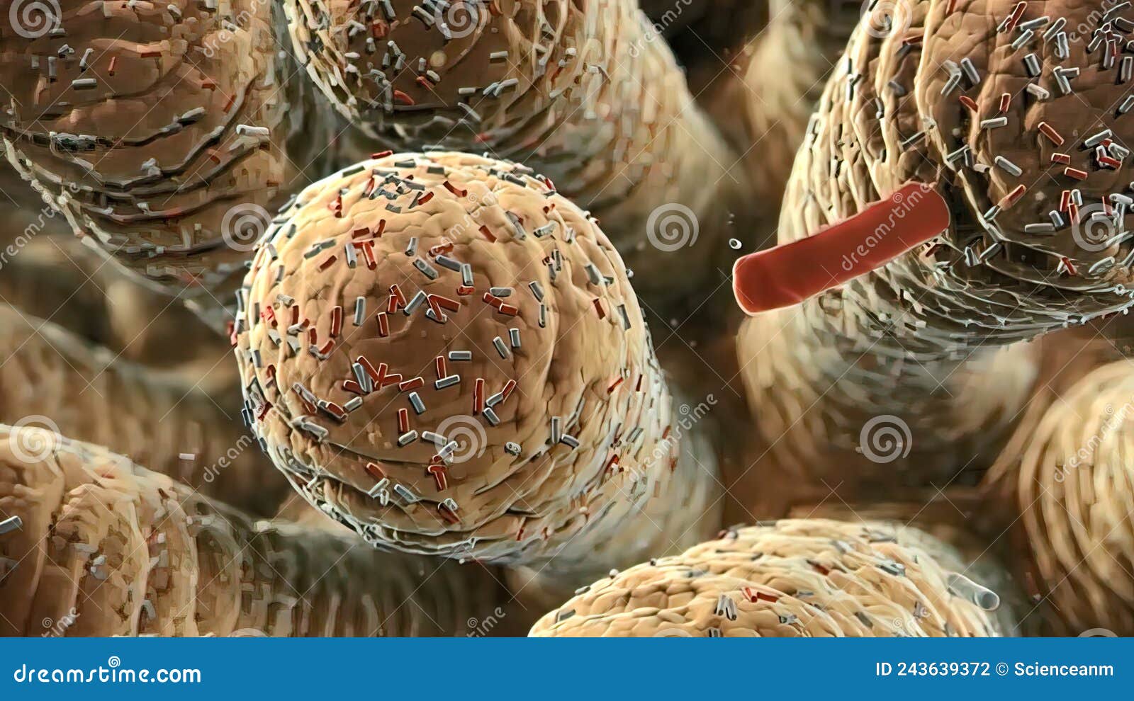 Bacteria of Different Shapes, Rod-shaped Bacteria and Cocci, Human ...