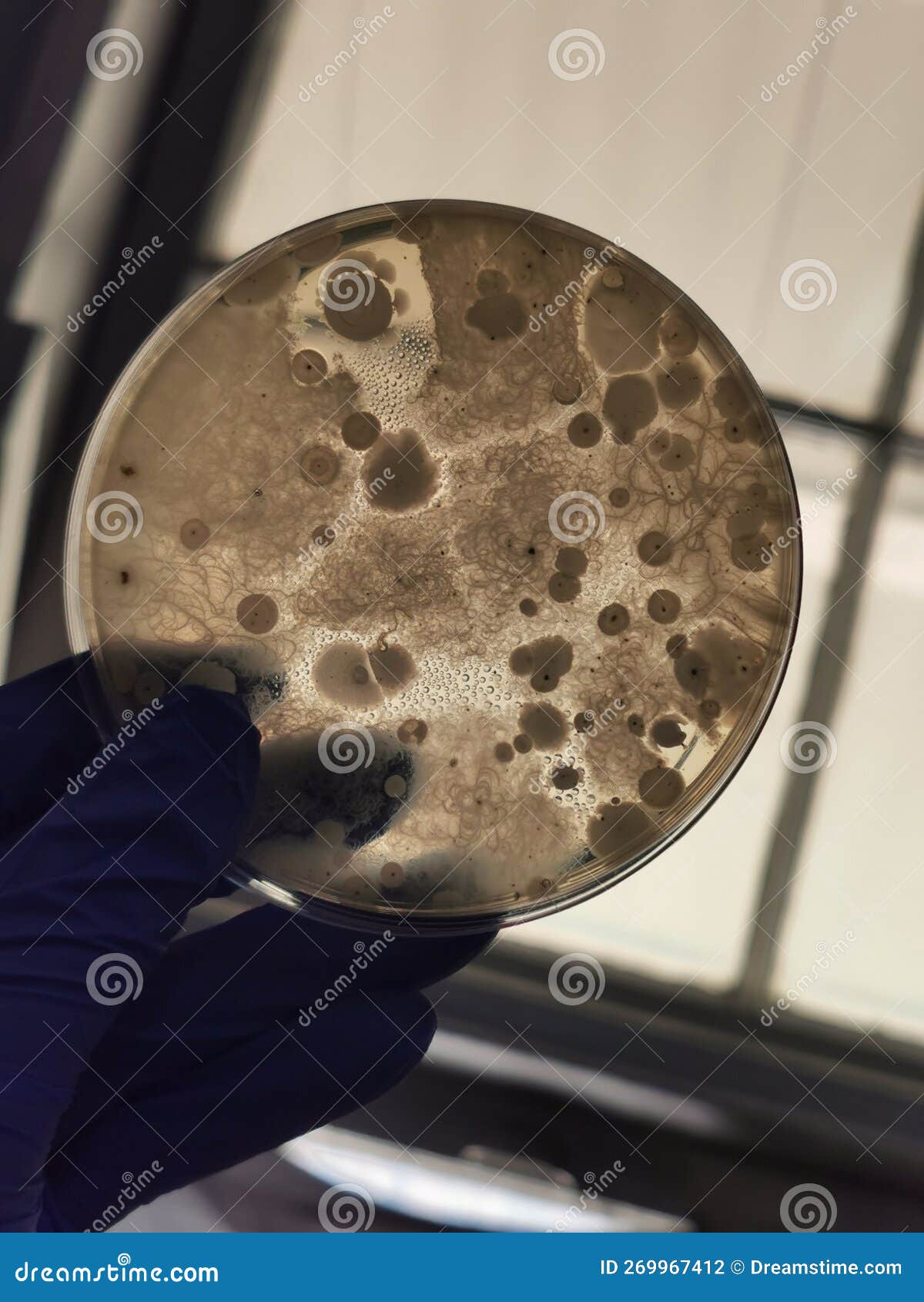 Bacteria Growing on an Agar Plate Stock Photo - Image of circle ...