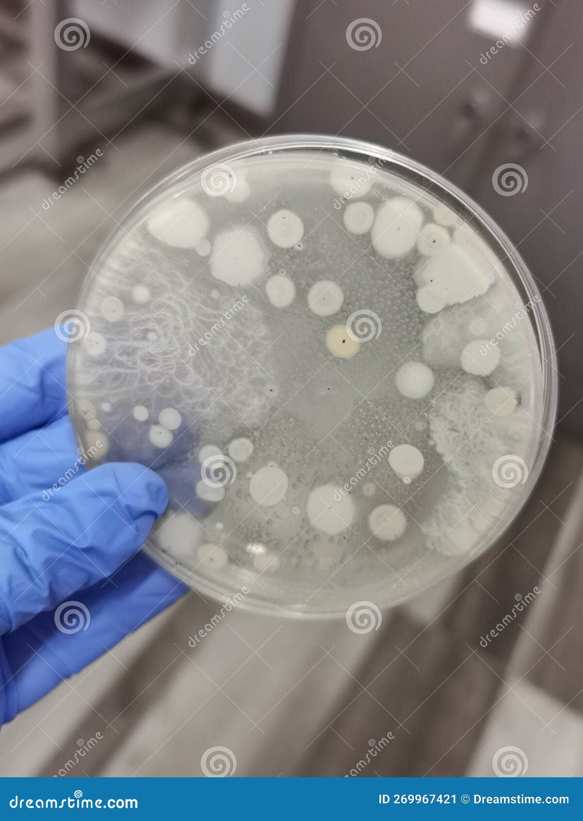 Bacteria Growing on an Agar Plate Stock Image - Image of colony ...