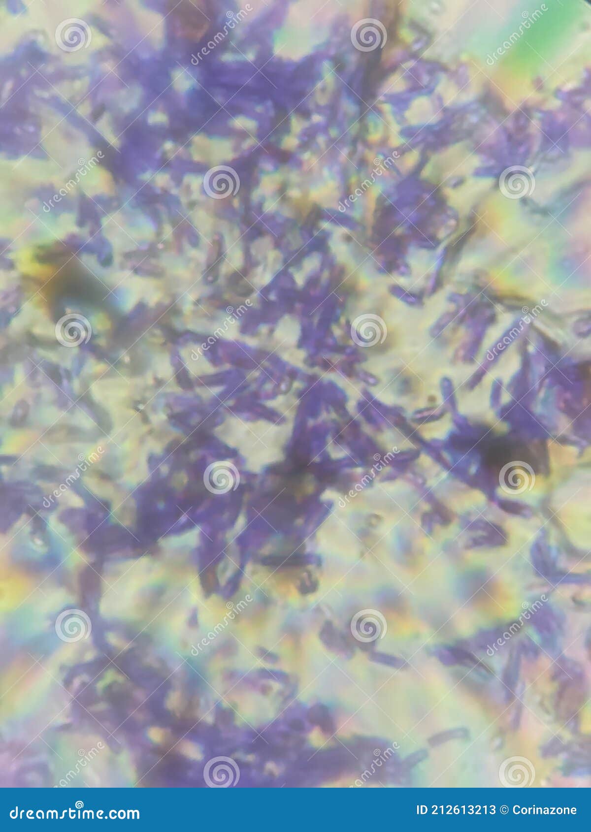 Bacteria Growing on Decaying Beet Stock Image - Image of vulgaris ...