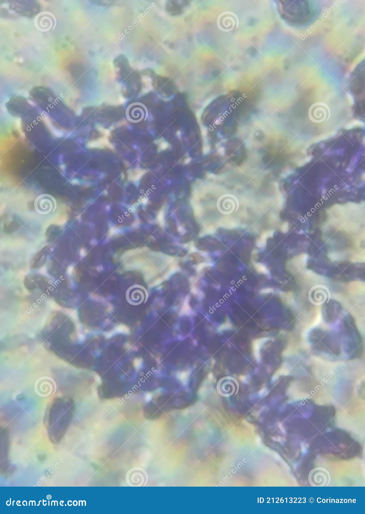 Bacteria Growing on Decaying Beet Stock Image - Image of beet ...